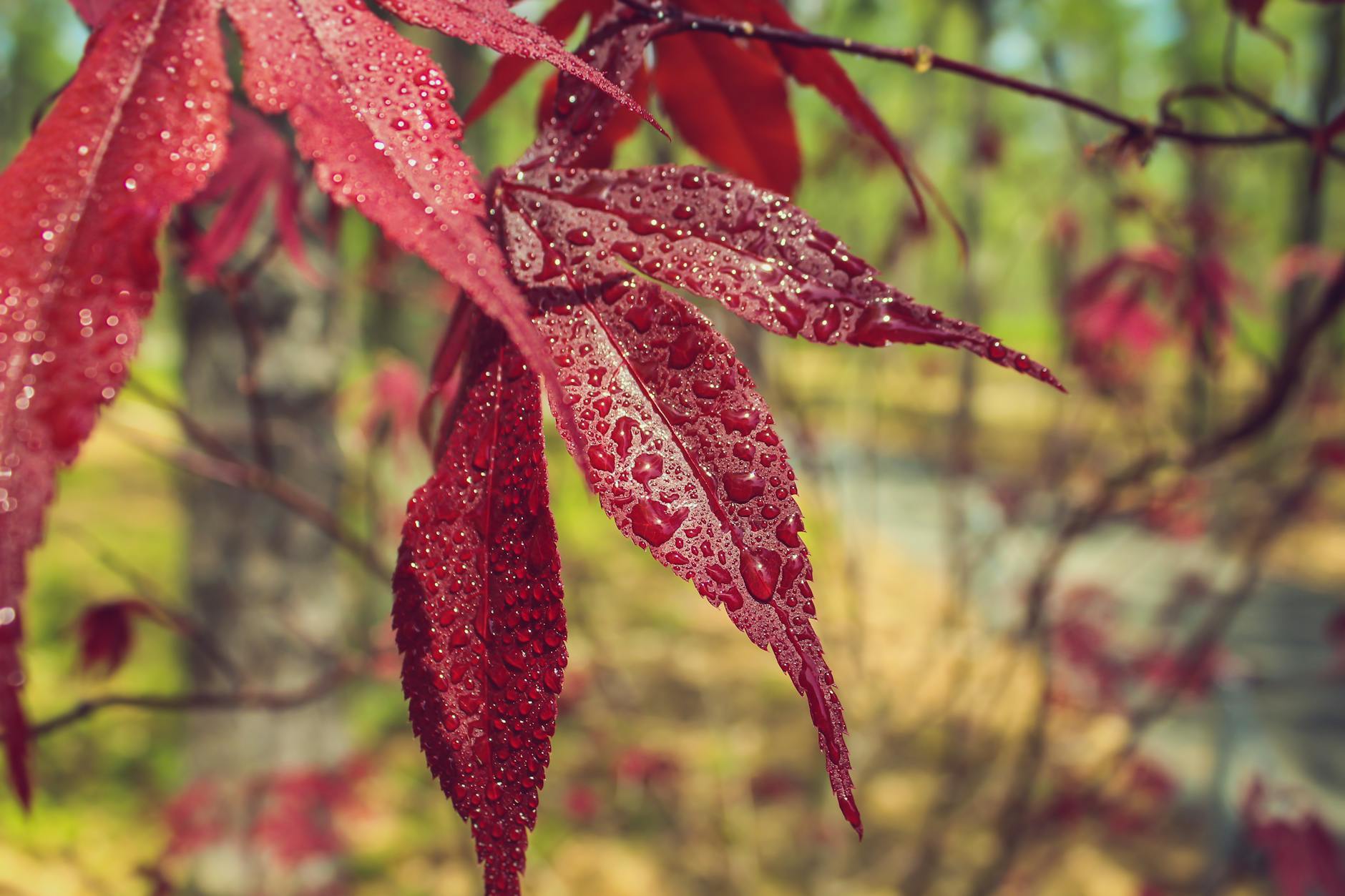 THE GLORIOUS FALL FEASTS OF GOD - The IN SEASON Lifestyle