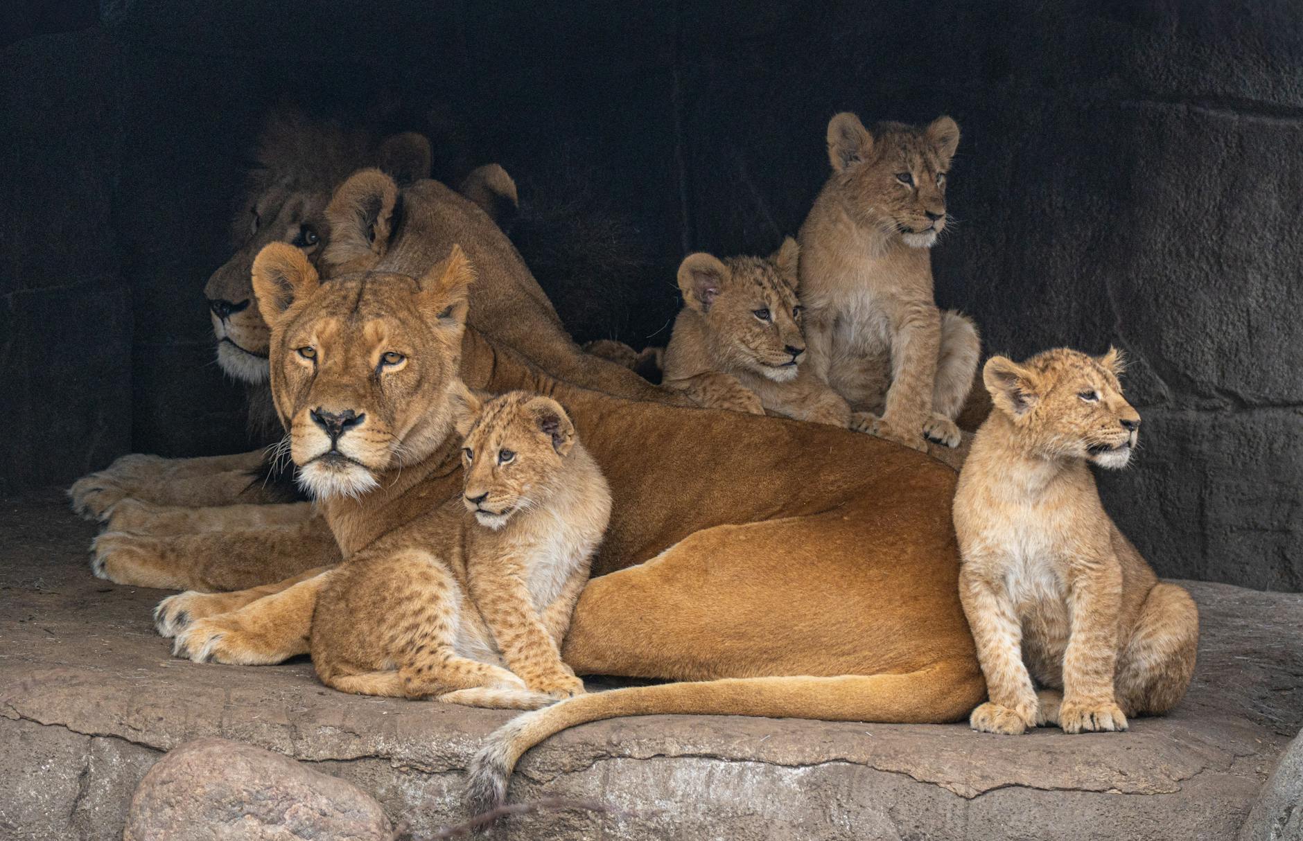 EXPANDING THE ROYAL FAMILY - The IN SEASON Lifestyle